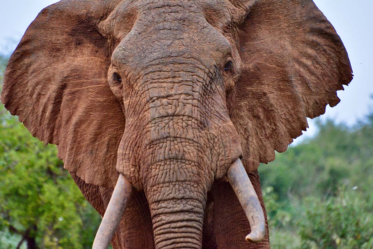 A Conversation on Elephants with Dr. Bruce A. Schulte | Indagare Travel