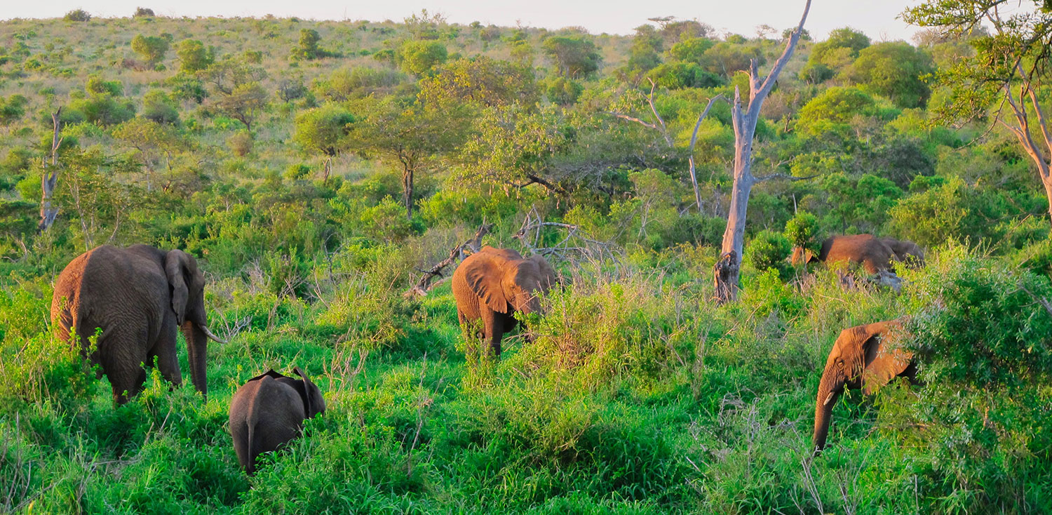 Indagare Safari